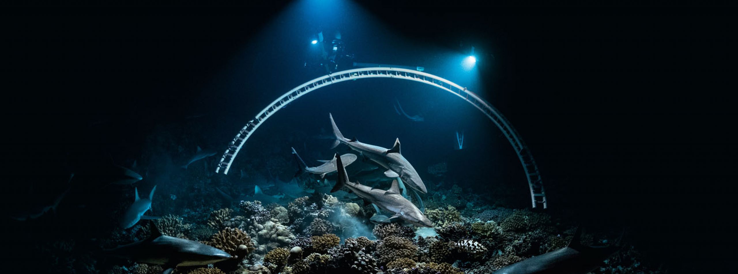 700 Sharks - InScience